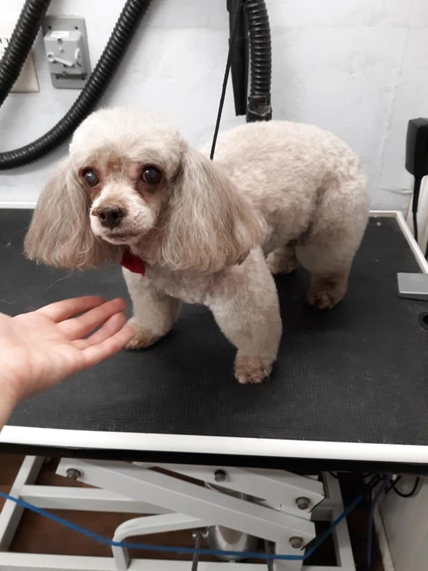 Anything's PawsAble | Anything's PawsAble | Gallery