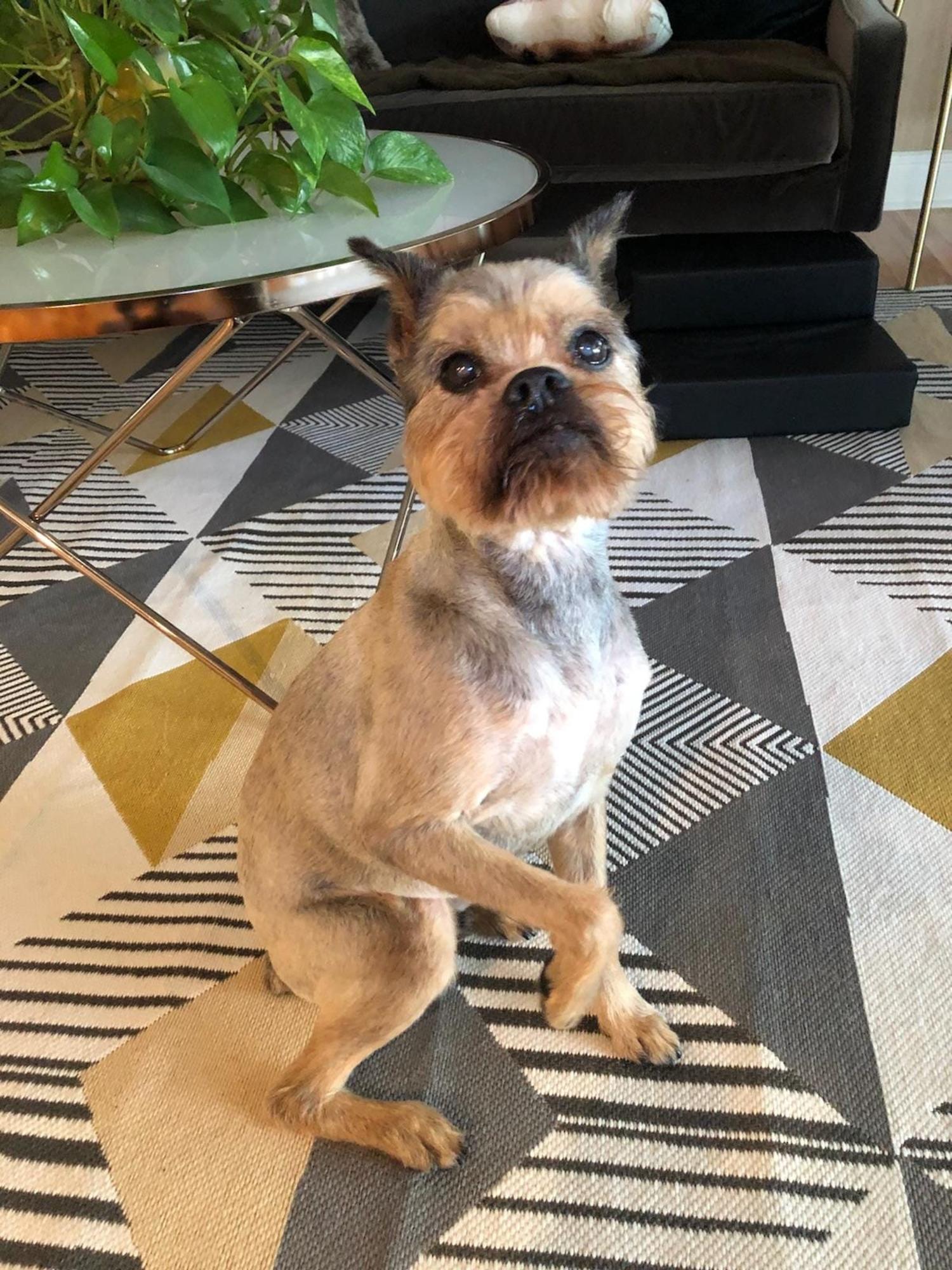 Anything's PawsAble | Anything's PawsAble | Gallery