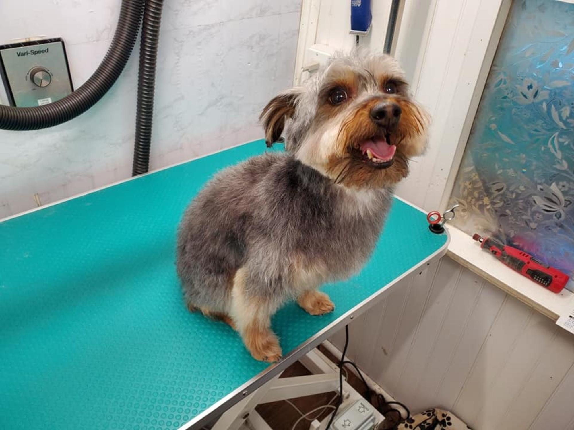 Anything's PawsAble | Anything's PawsAble | Gallery