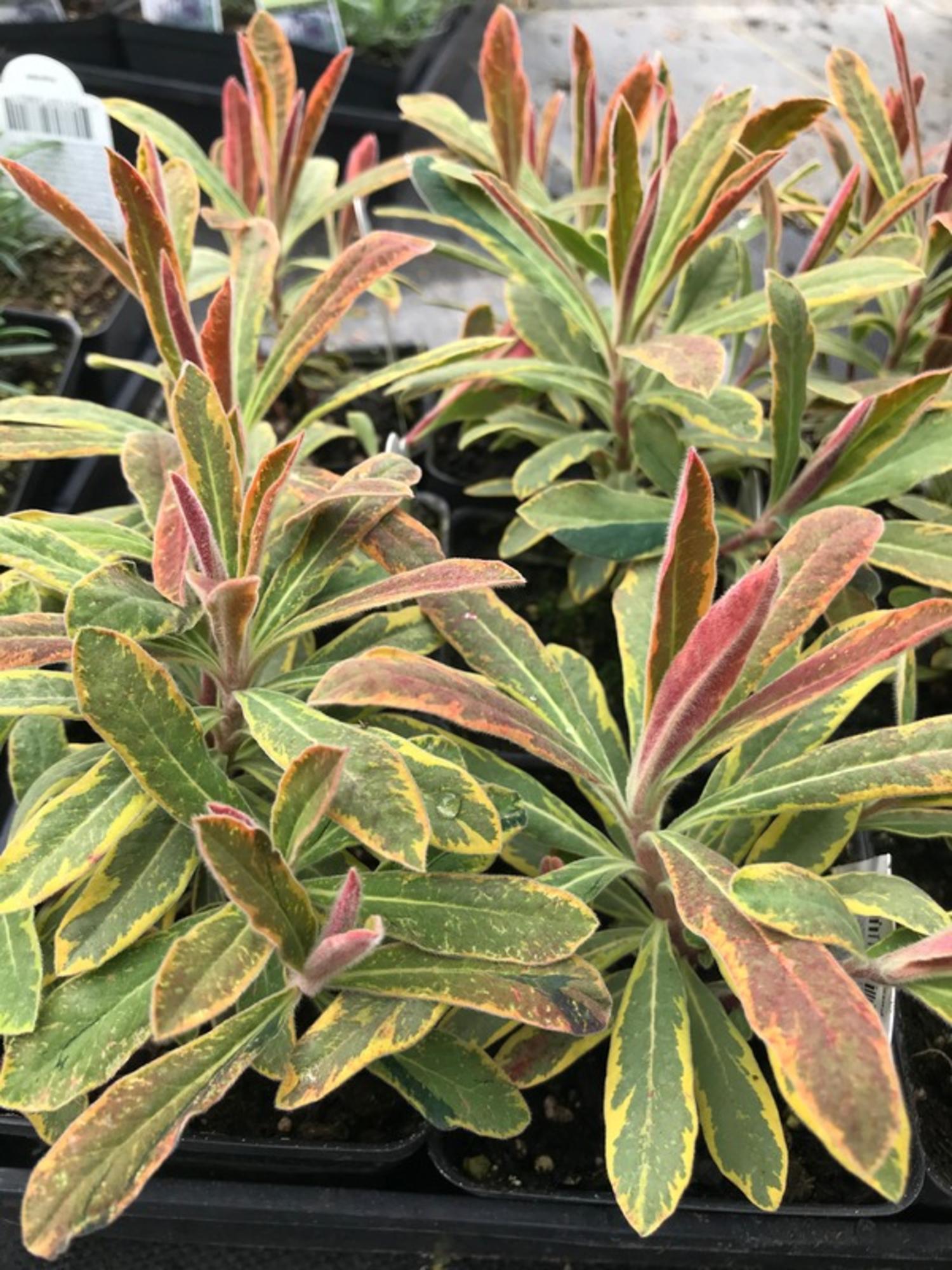 Willow Tree Gardens Inc, Landscape design and installation, nursery ...