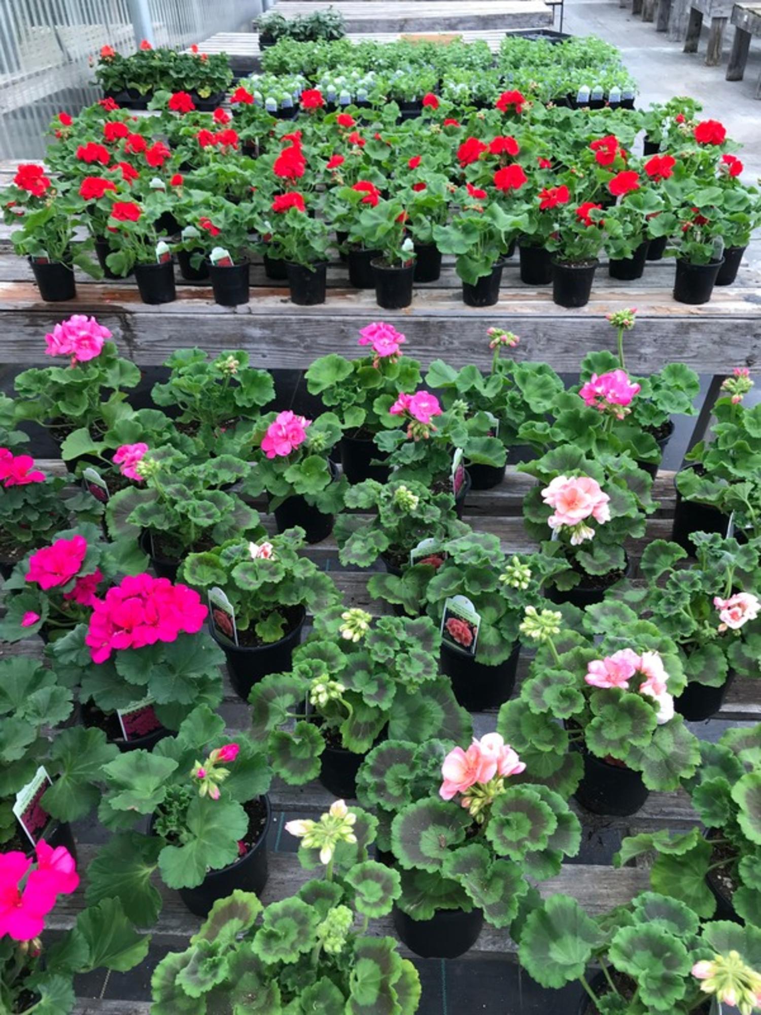 Willow Tree Gardens Inc, Landscape design and installation, nursery ...