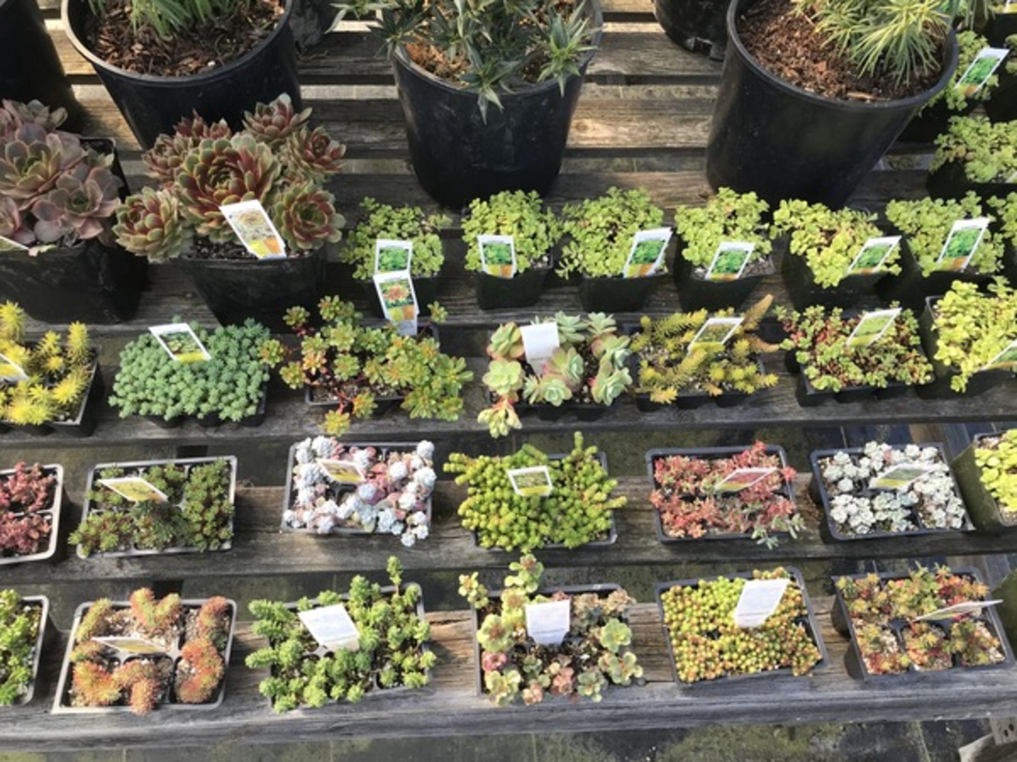 Willow Tree Gardens Inc, Landscape design and installation, nursery ...