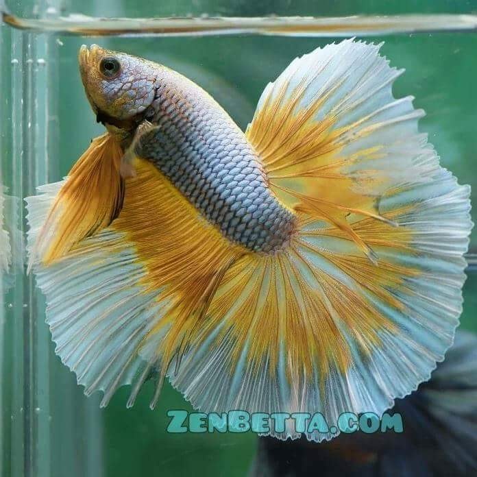 Zen Betta | High-Quality Premium Bettas | Video / Pictures Gallery